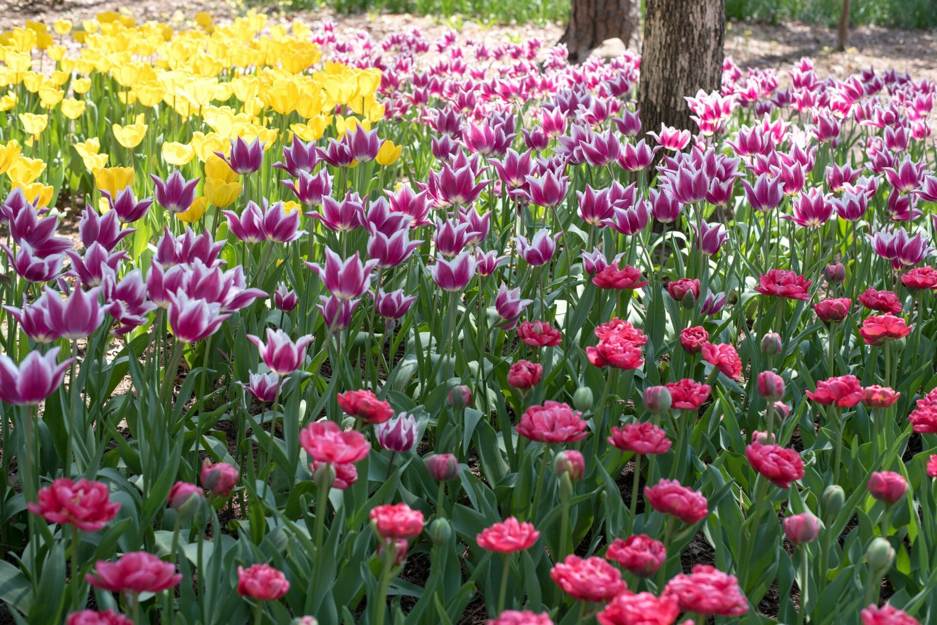 Tulip Season at Garvan Woodland Gardens in Hot Springs, Arkansas